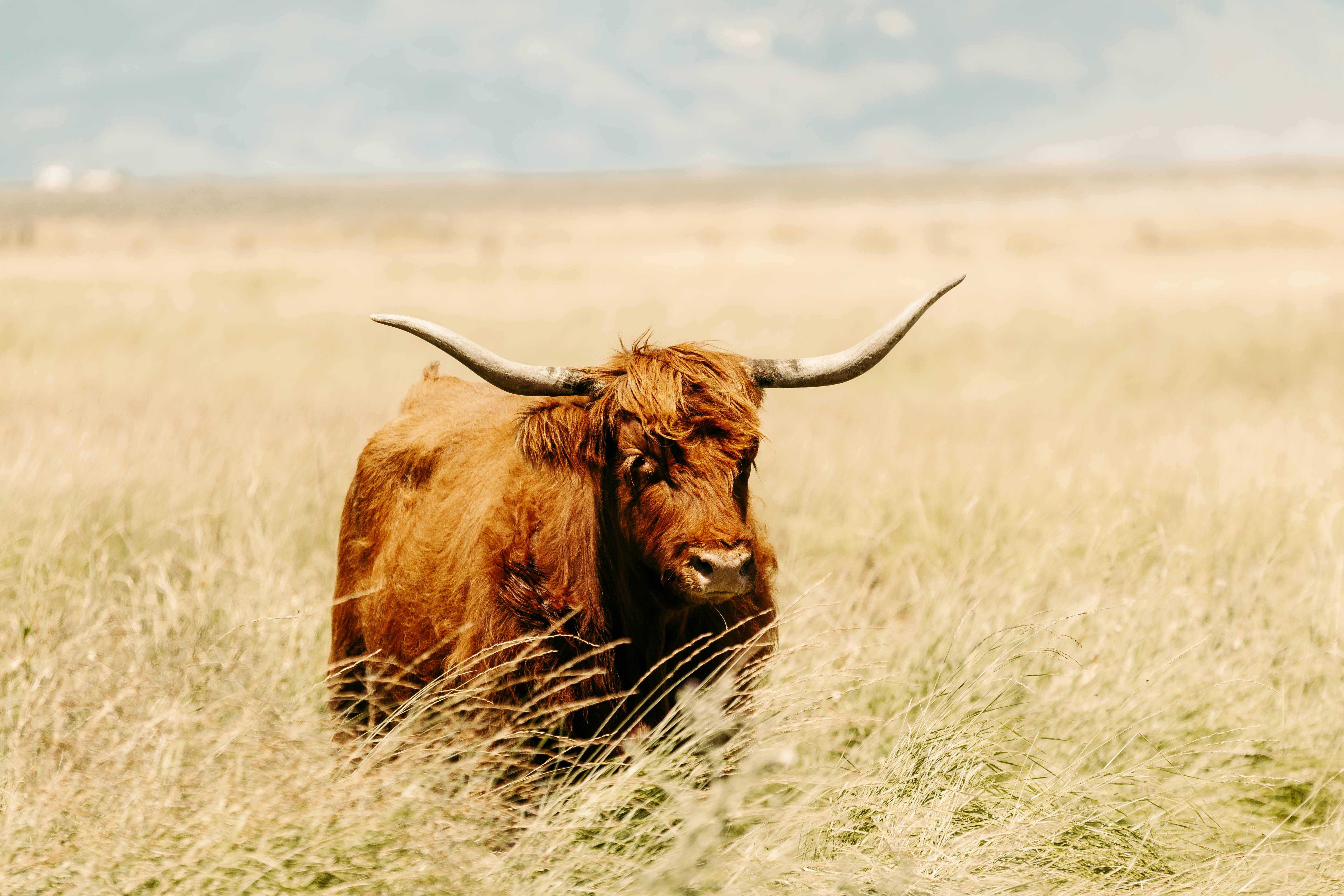 Grass-Fed & Grass-Finished Highland Beef | Cow Creek Meat